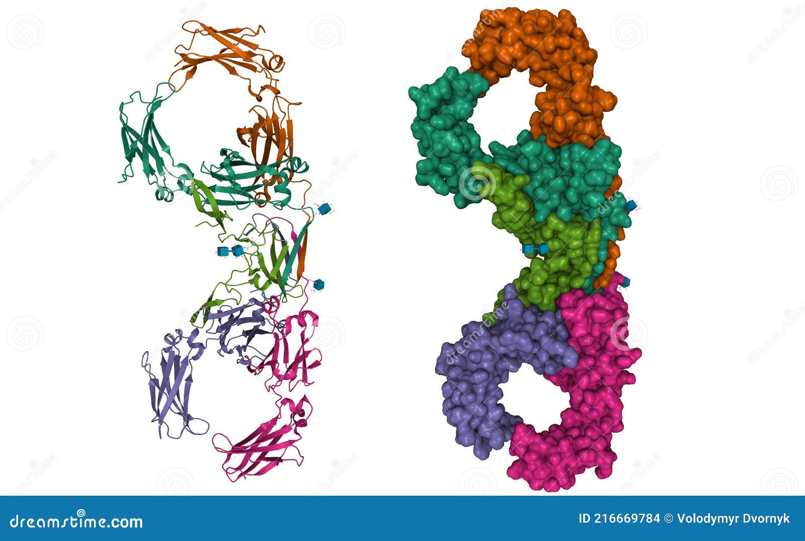 Structure of Human Dimeric Immunoglobulin a Stock Illustration ...