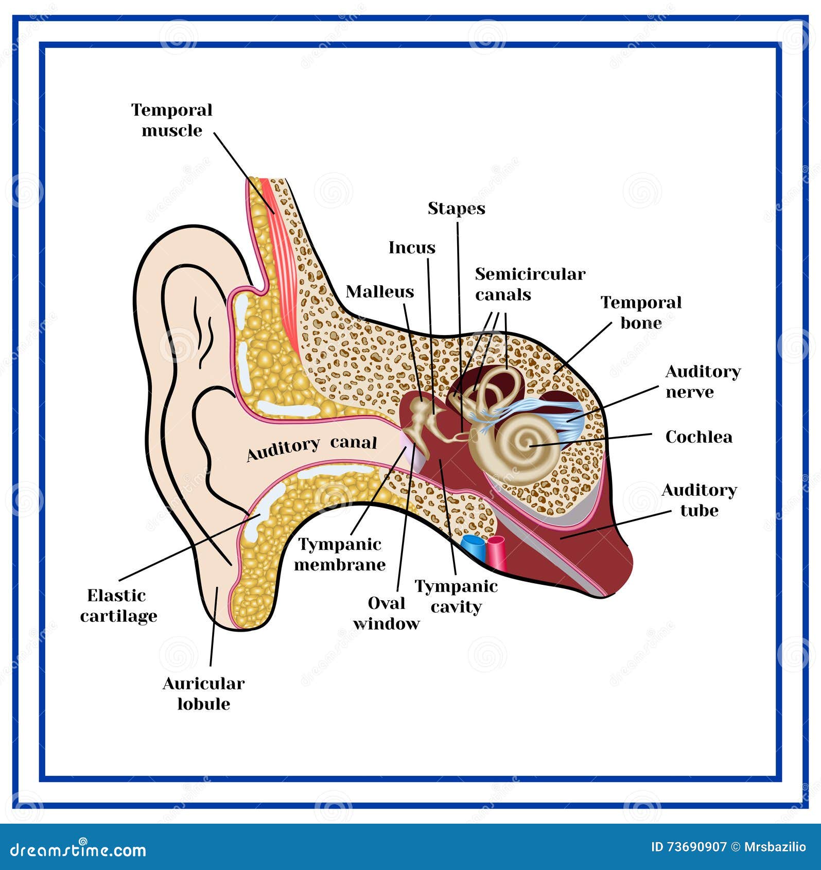 Human Ear Stock Photos - Royalty Free Images