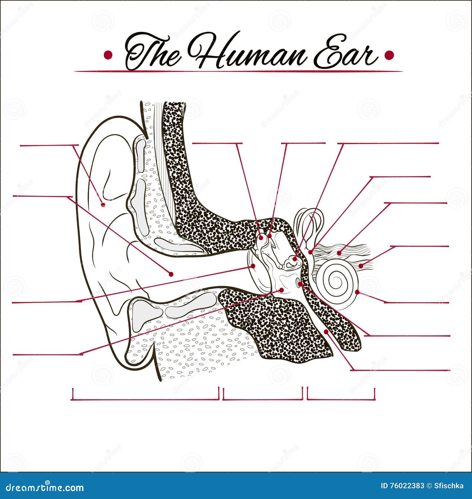 The Structure of the Human Ear Stock Illustration - Illustration of ...