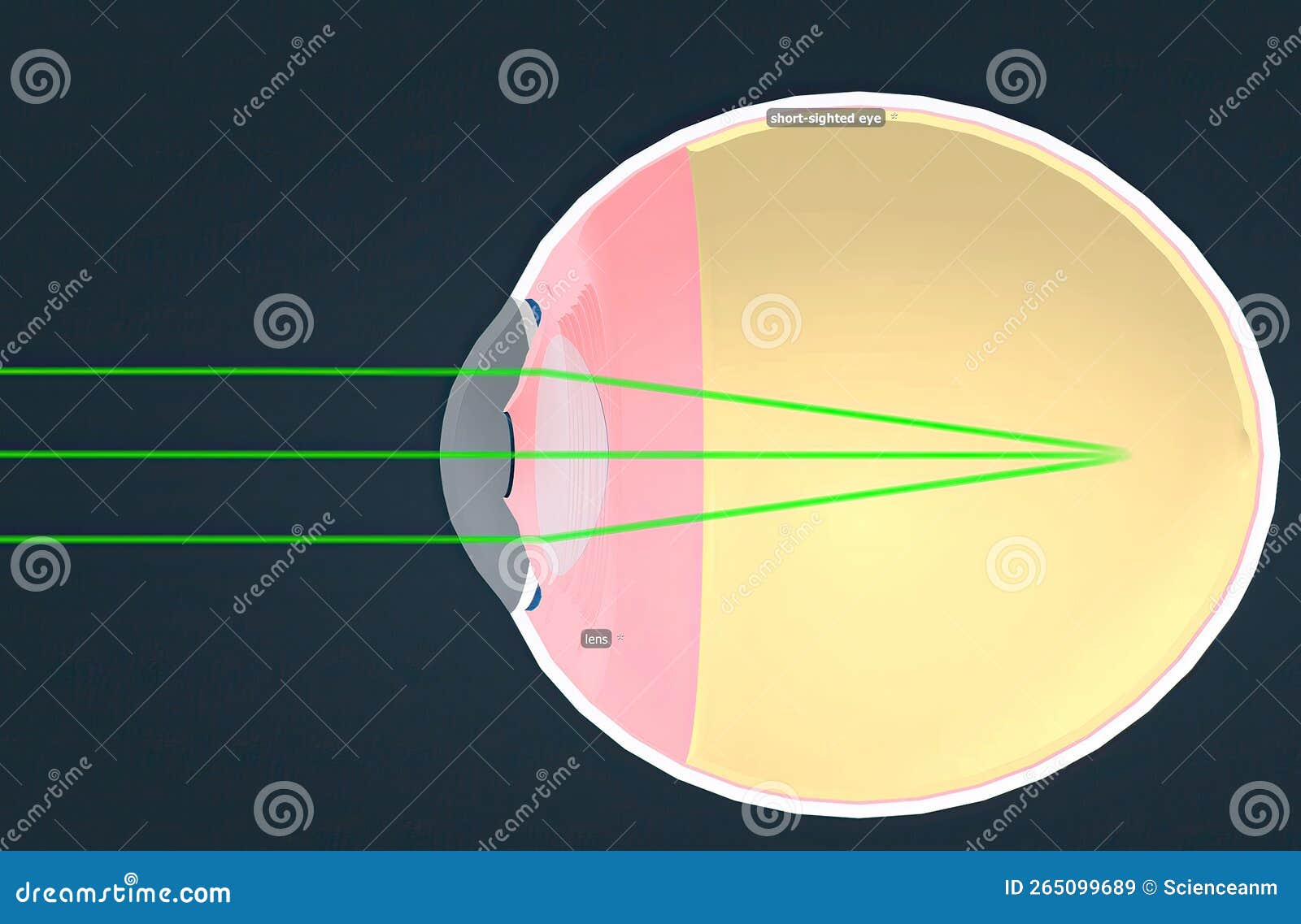 Structure of the Human Eye and Anatomy of Vision Stock Illustration ...