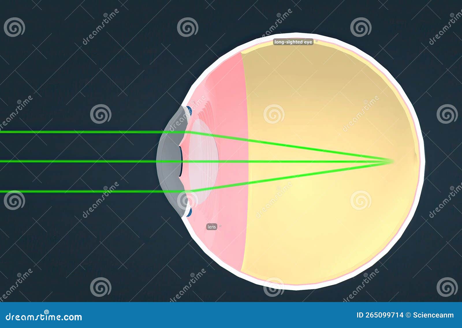 Structure of the Human Eye and Anatomy of Vision Stock Illustration ...