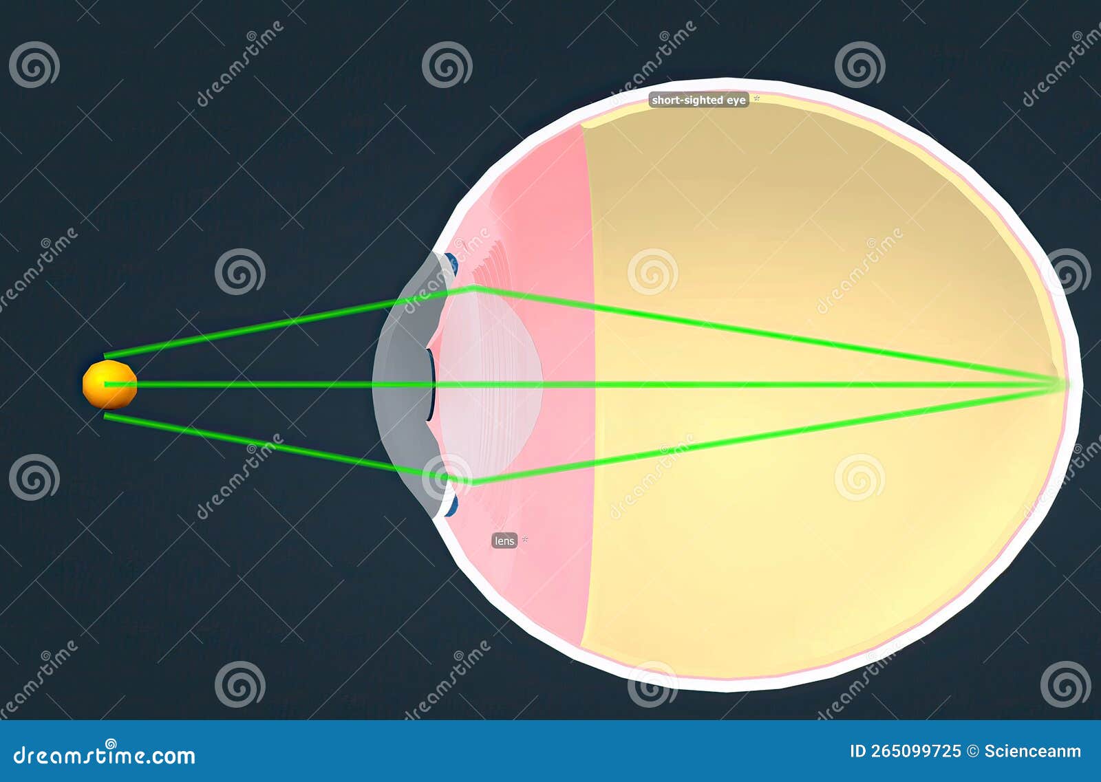 Structure of the Human Eye and Anatomy of Vision Stock Illustration ...