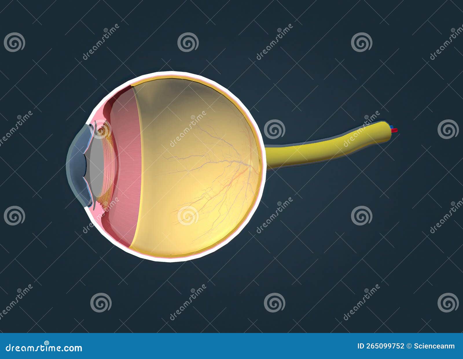 Structure of the Human Eye and Anatomy of Vision Stock Illustration ...