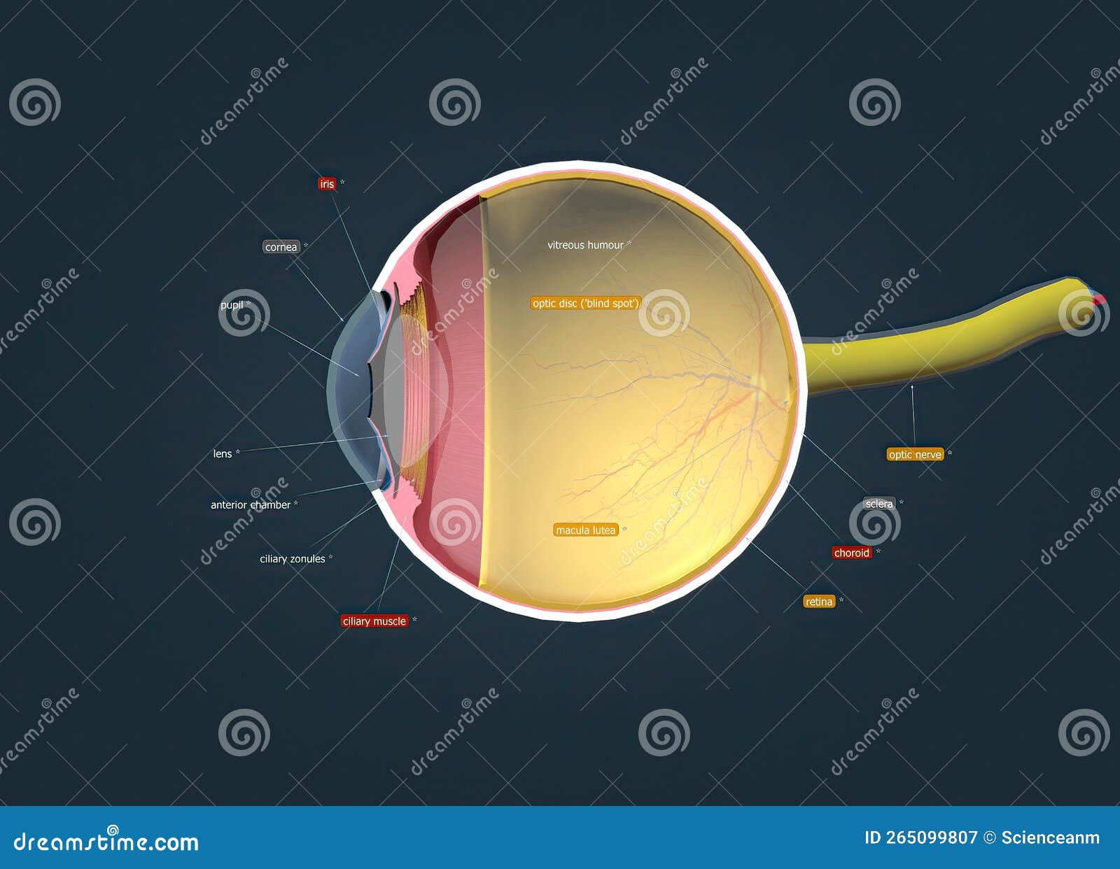 Structure of the Human Eye and Anatomy of Vision Stock Illustration ...