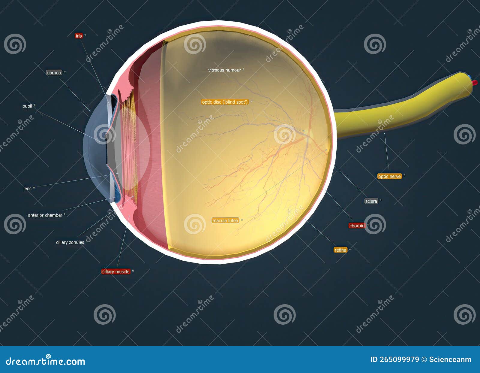 Structure of the Human Eye and Anatomy of Vision Stock Illustration ...