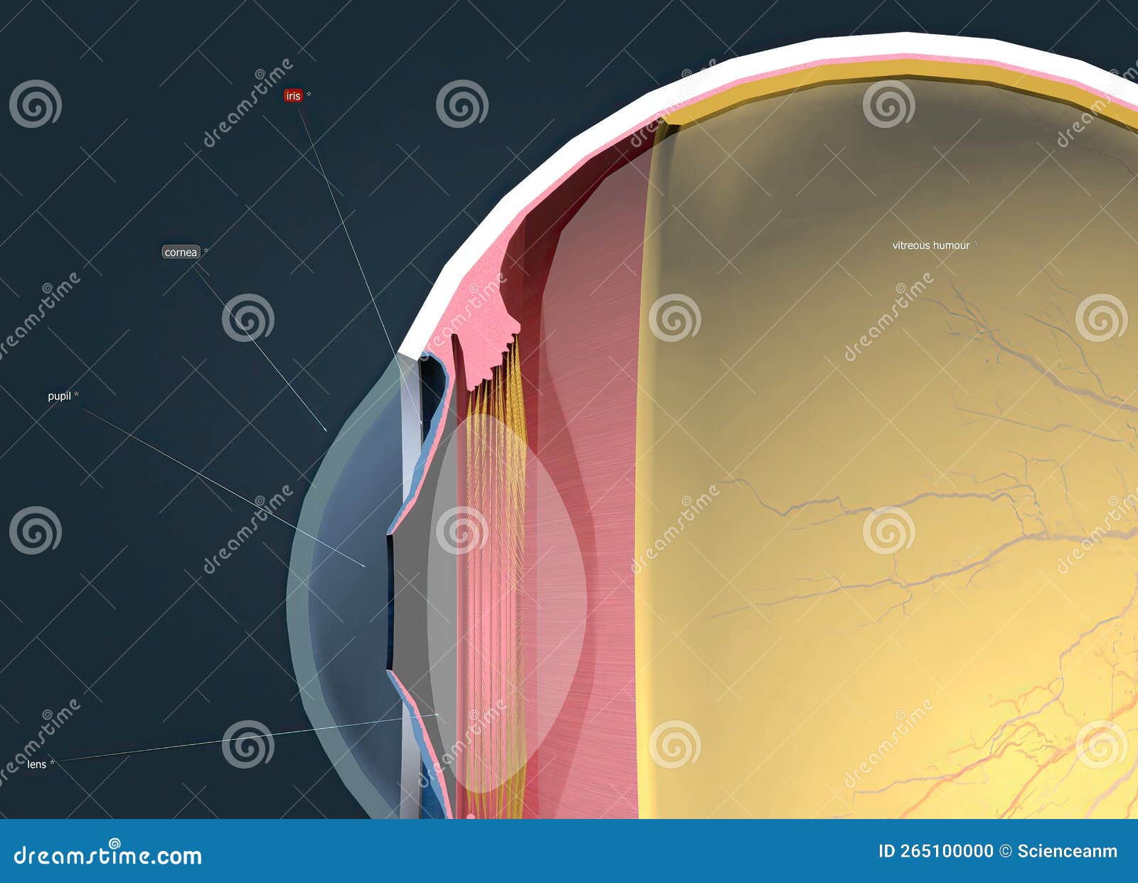 Structure of the Human Eye and Anatomy of Vision Stock Illustration ...