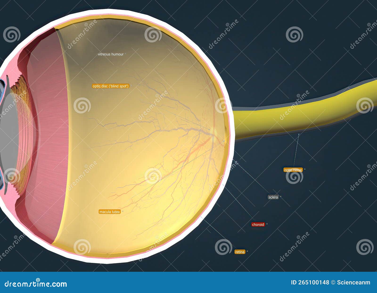 Structure of the Human Eye and Anatomy of Vision Stock Illustration ...
