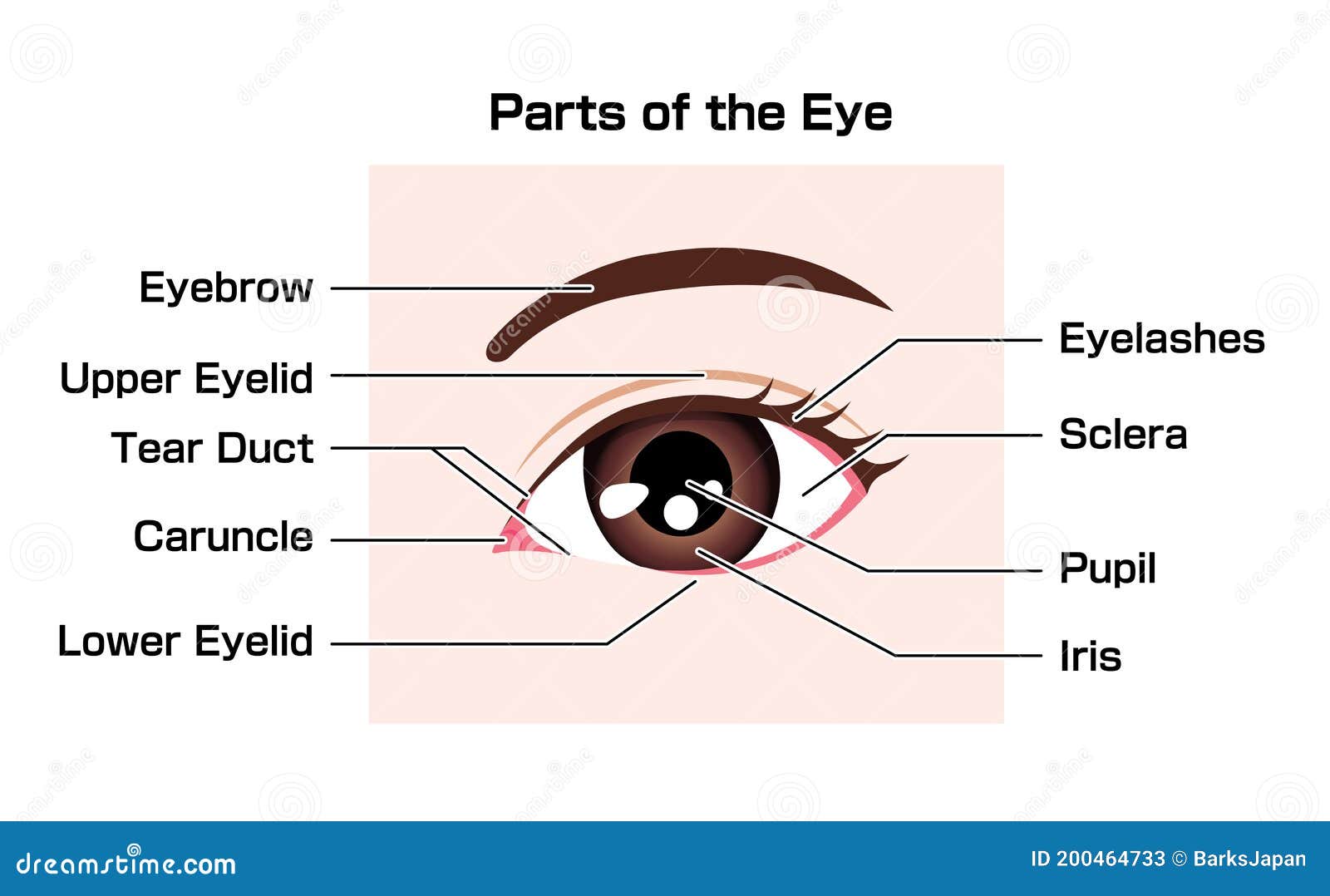 Structure of Human Eye Names of Parts Vector Illustration Stock Vector ... Structure of Human Eye Names of Parts Vector Illustration Stock Vector ...