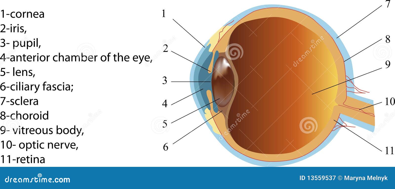 Structure of Human Eye (section) Stock Vector - Illustration of optic ...