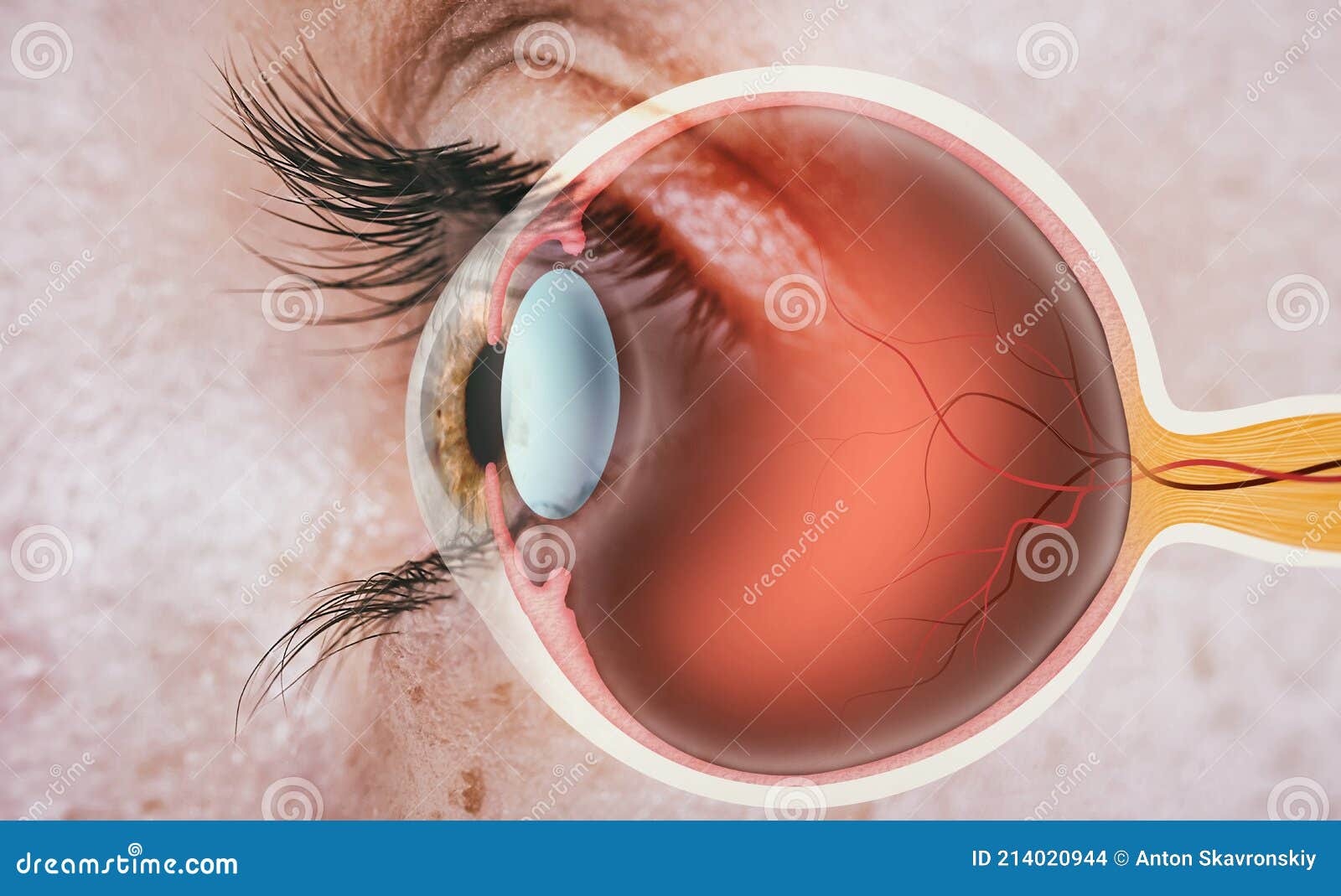 Structure of human eye. stock photo. Image of ophthalmology - 214020944