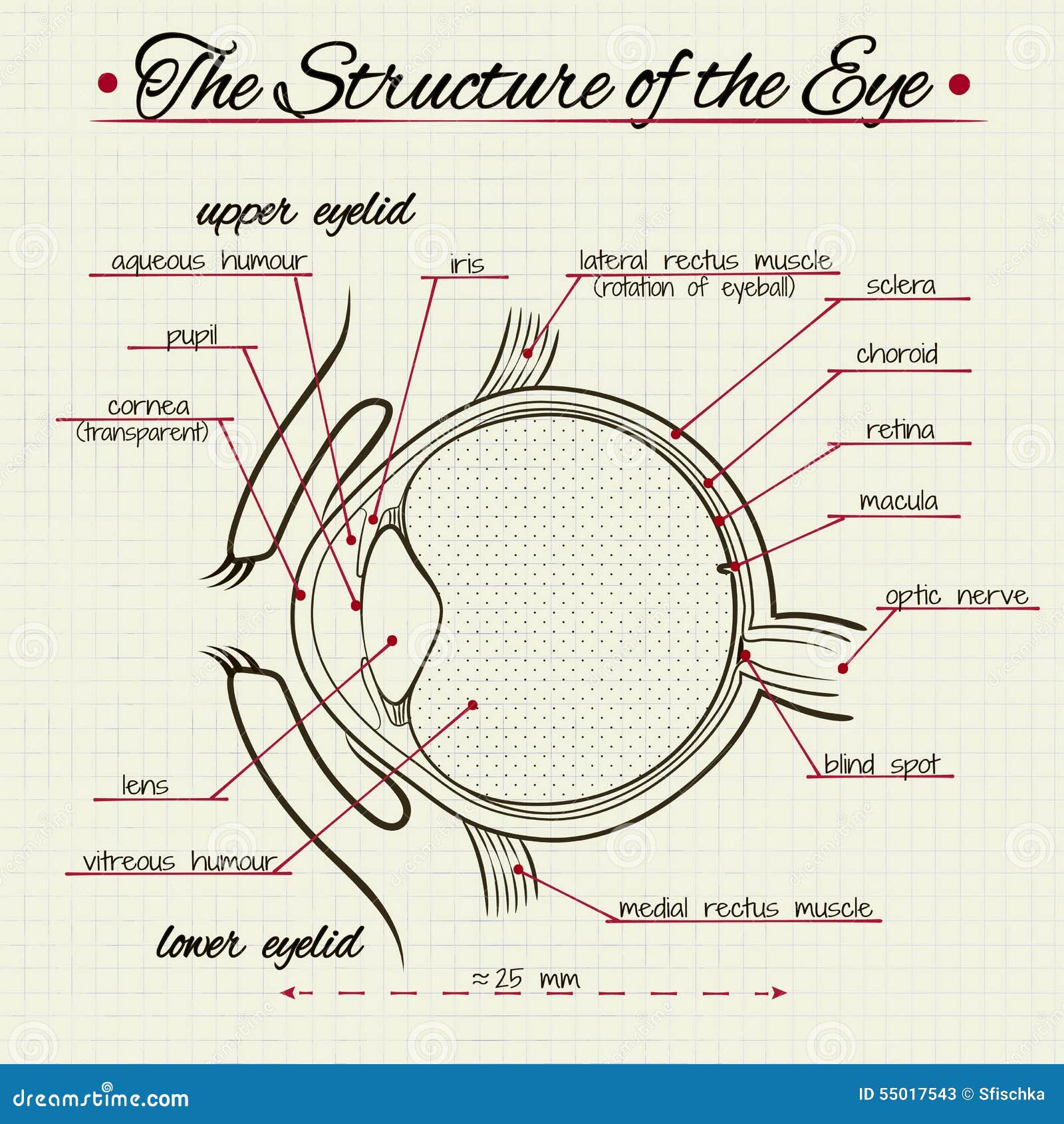 The Structure of the Human Eye Stock Vector - Illustration of education ... The Structure of the Human Eye Stock Vector - Illustration of education ...