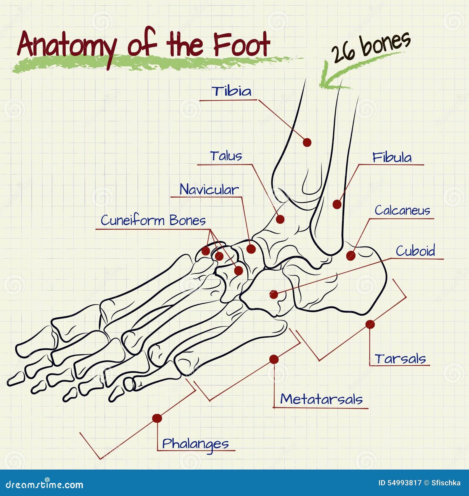 The Structure Of The Human Foot - Bone Stock Vector - Image: 54993817