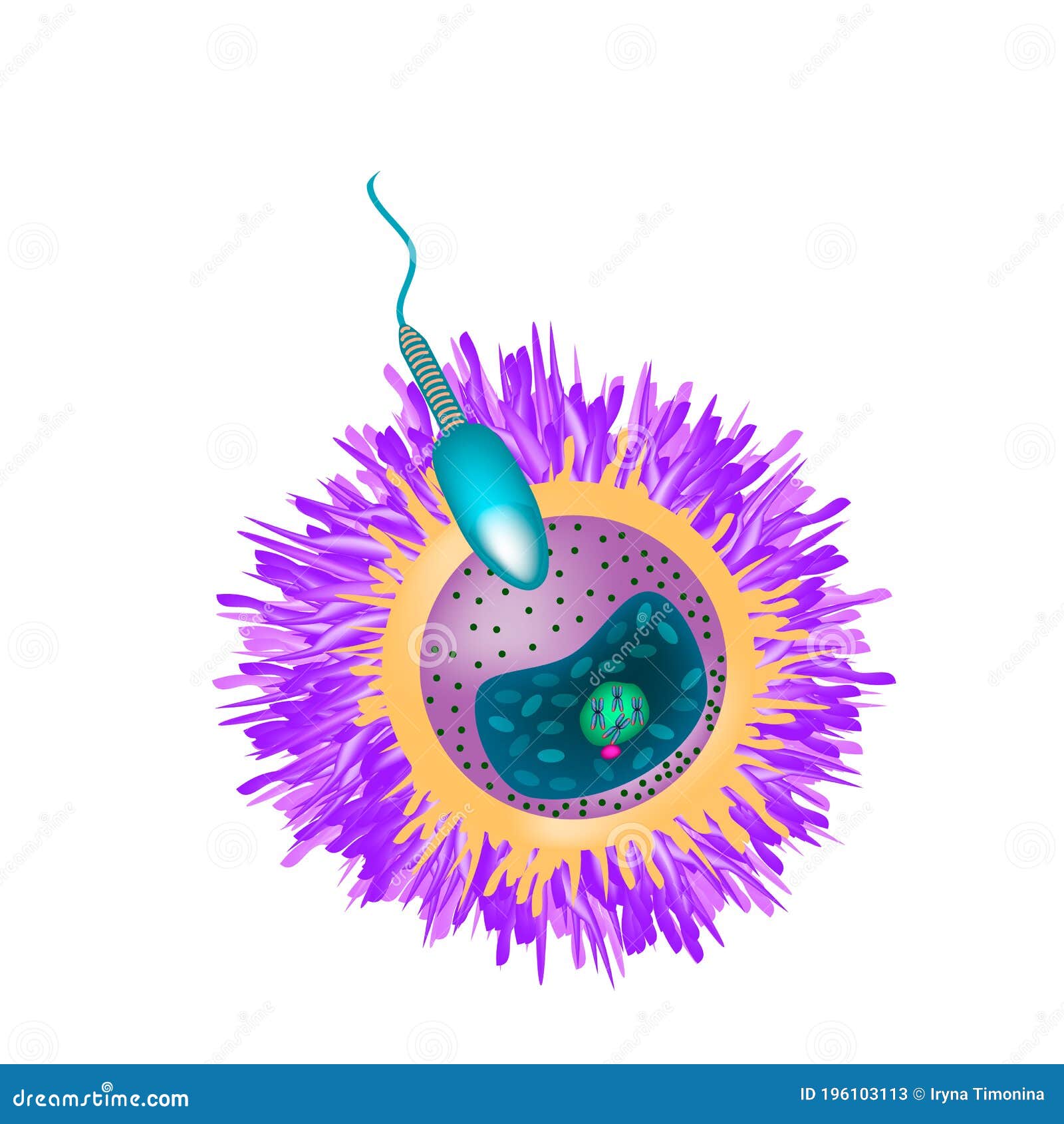 Structure of Human Gametes Egg and Sperm Vector Illustration Stock ...
