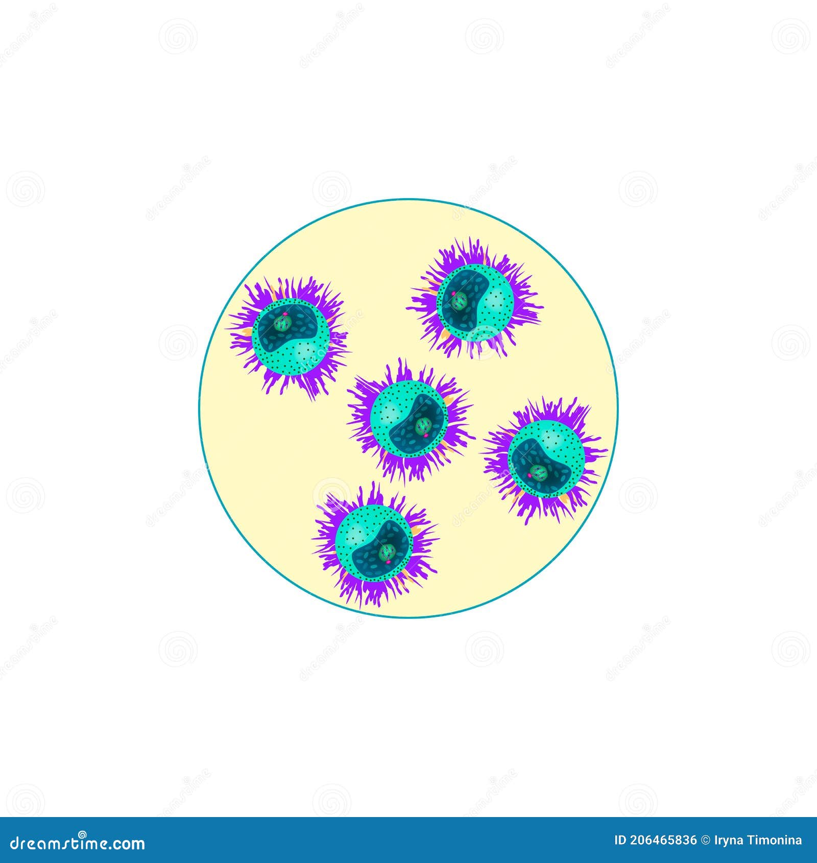 Structure of Human Gametes Egg and Sperm Vector Illustration Stock ...
