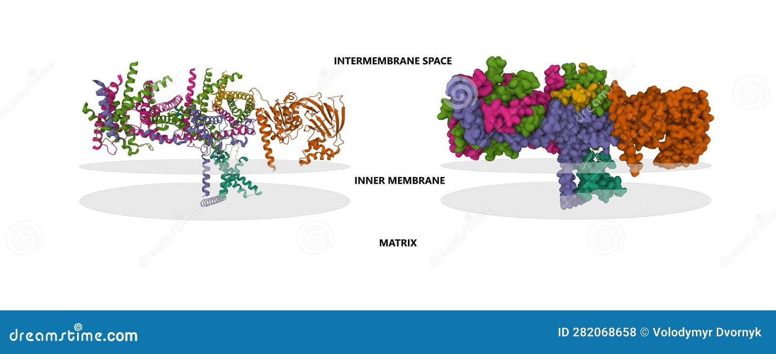 Structure of the Human Mitochondrial Translocase of Inner Membrane ...