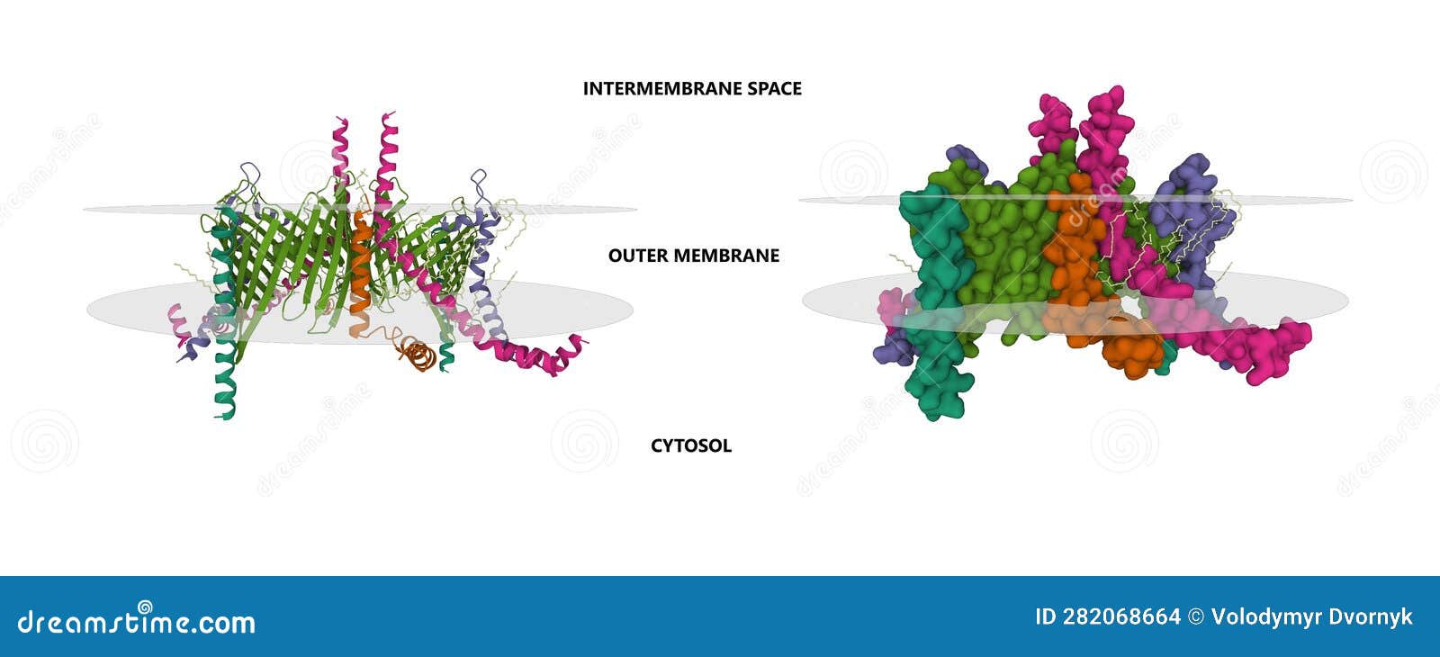 Structure of Human Mitochondrial Translocase of Outer Membrane (TOM ...