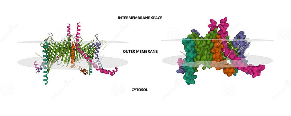 Structure of Human Mitochondrial Translocase of Outer Membrane (TOM ...