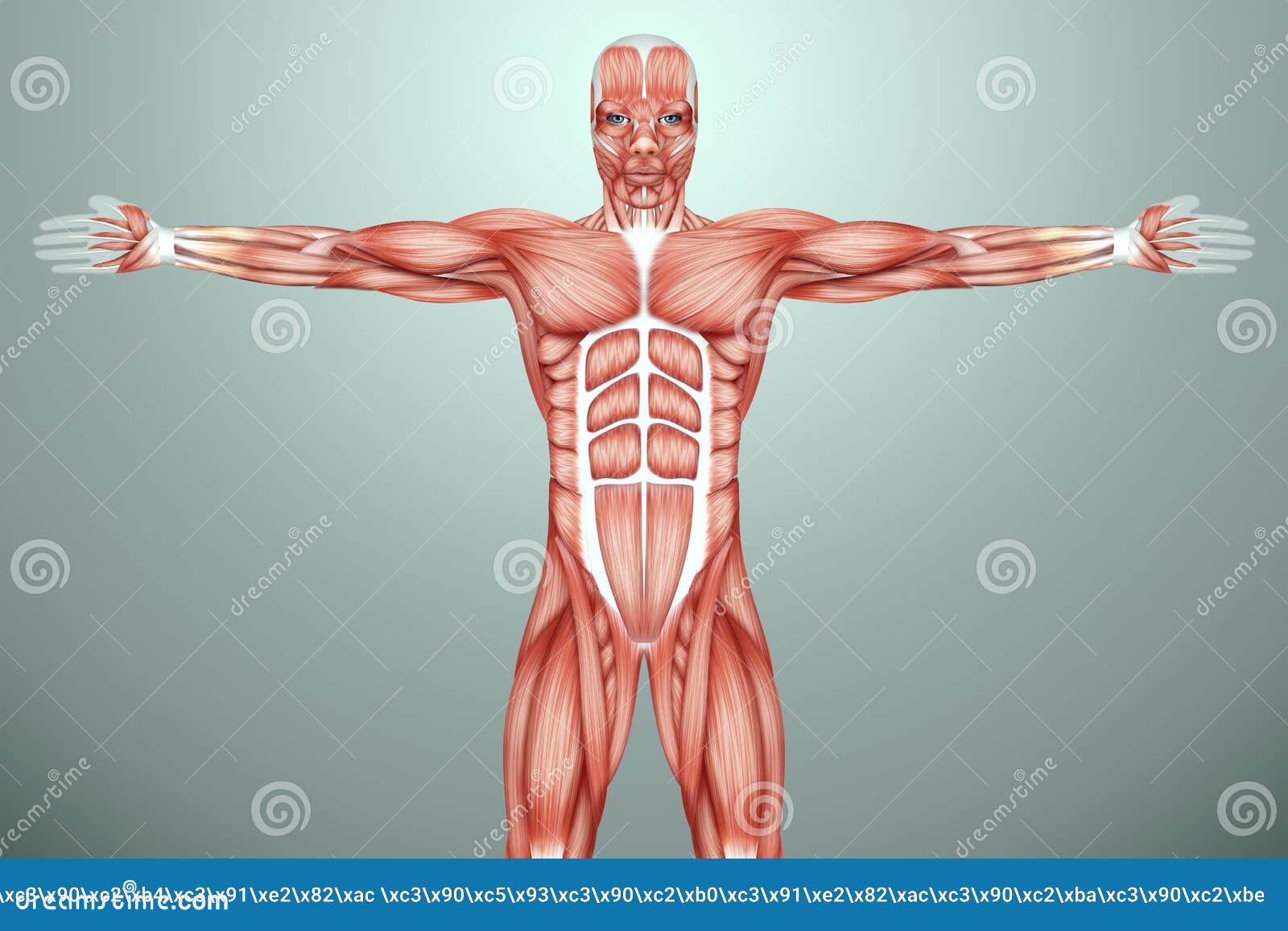The Structure of Human Muscles, the Biology of the Muscular System ...