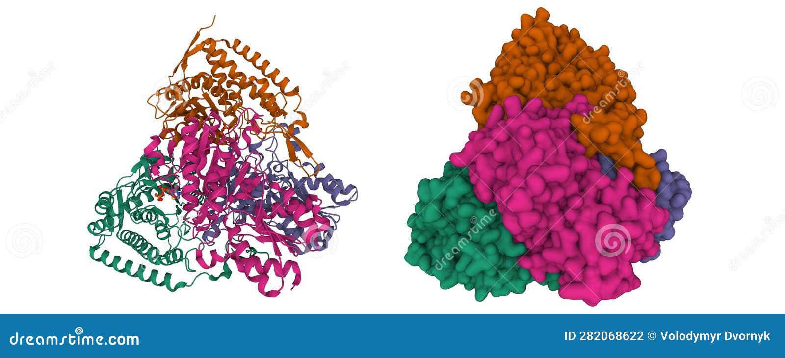 Structure of the Human Pyruvate Dehydrogenase Tetramer. Stock ...