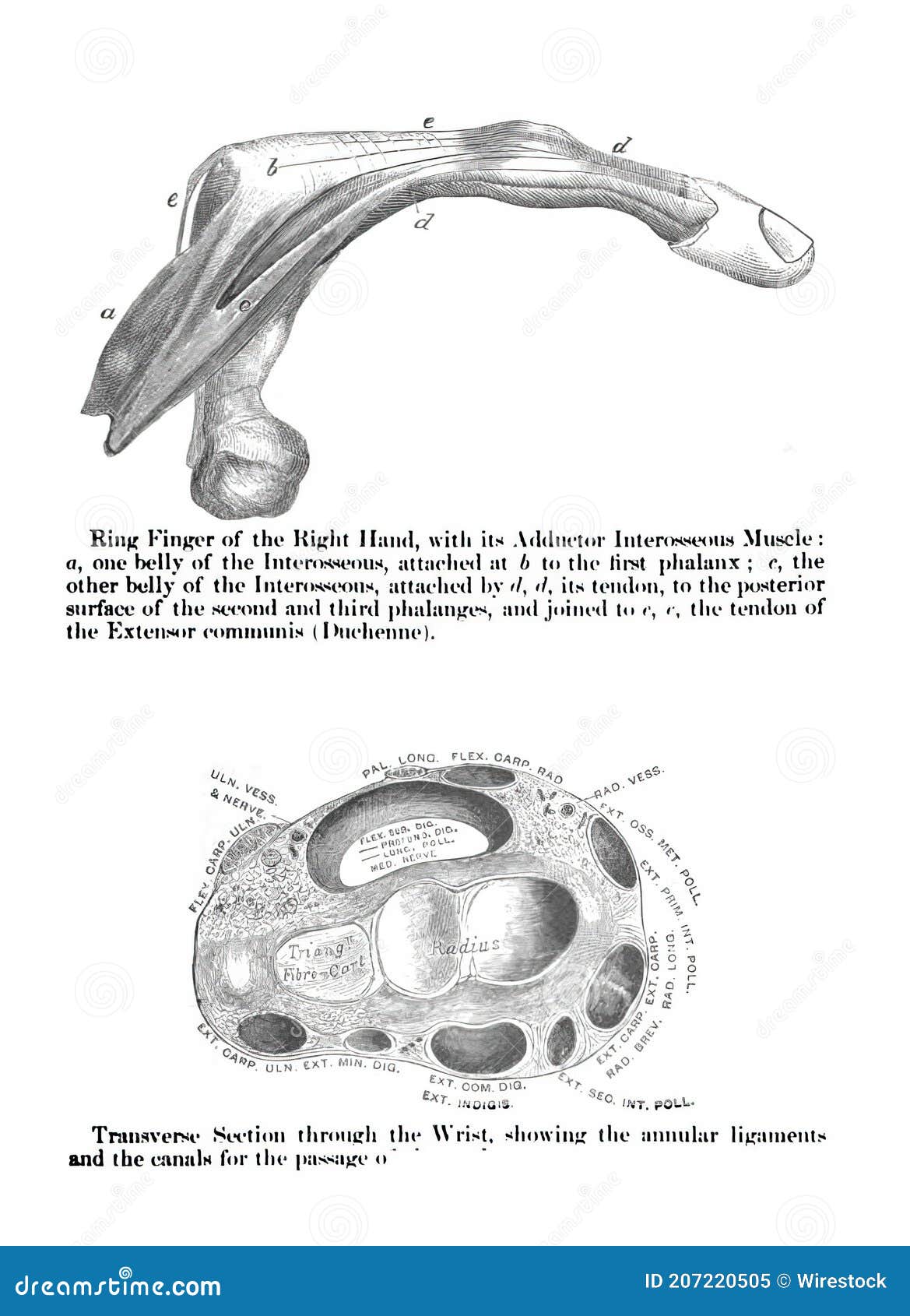 Structure of a Human Ring Finger of the Right Hand from an Atlas of ...