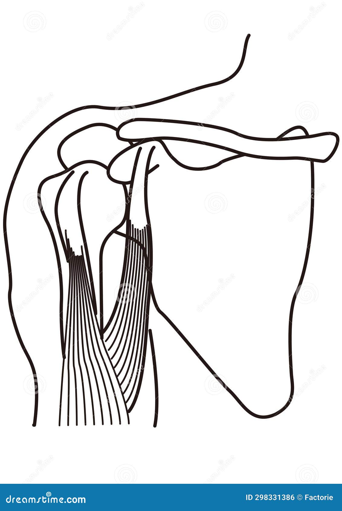Structure of the Human Shoulder Joint Stock Vector - Illustration of ...
