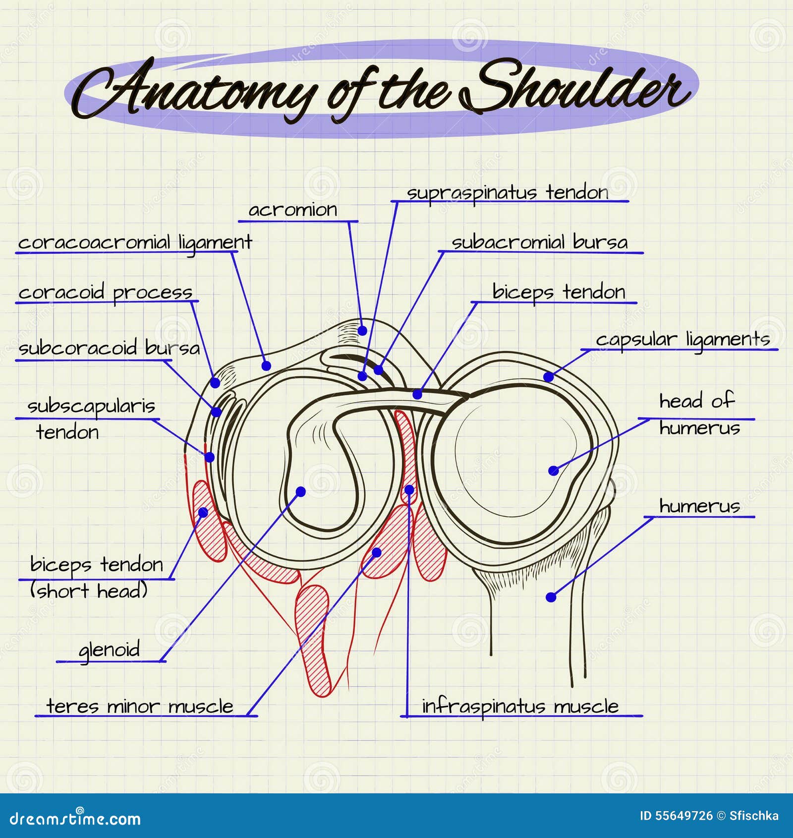 Structure Of The Human Shoulder Stock Vector - Image: 55649726