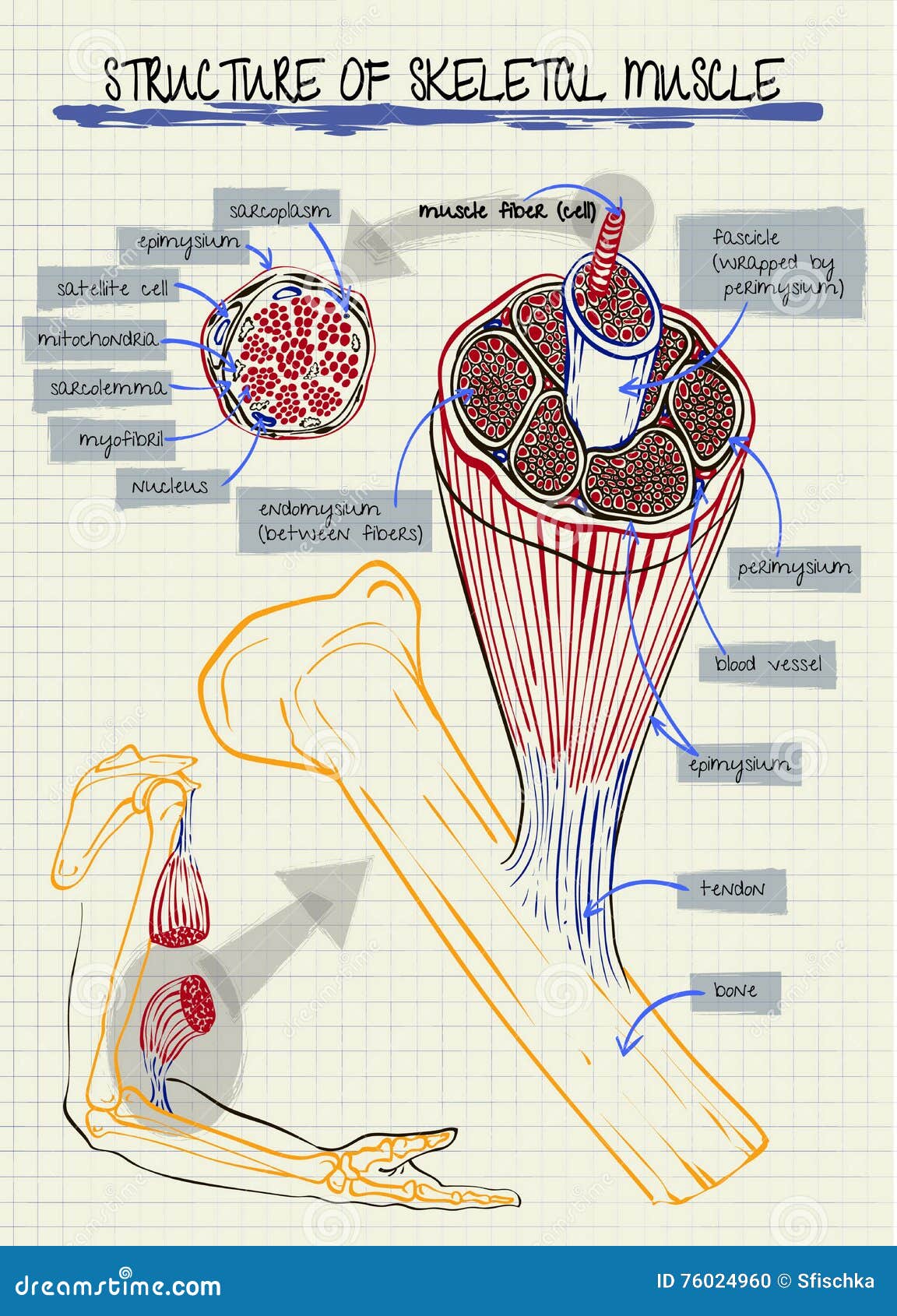 Structure of Human Skeletal Muscle Stock Vector - Illustration of ...