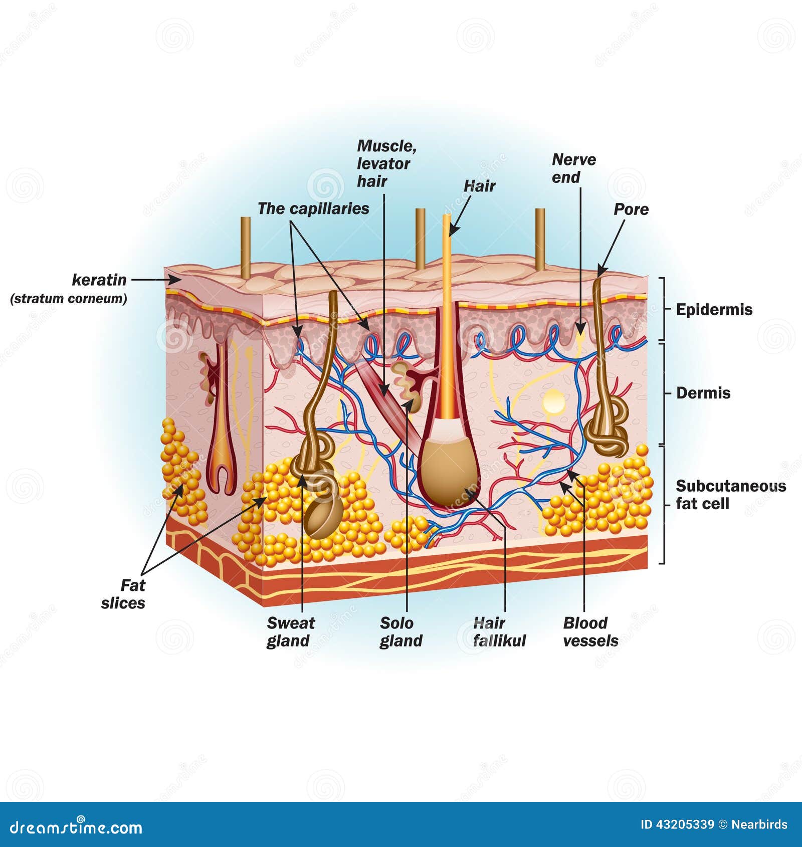 Internal Structure Of Human Skin Internal Structure Of Human Skin