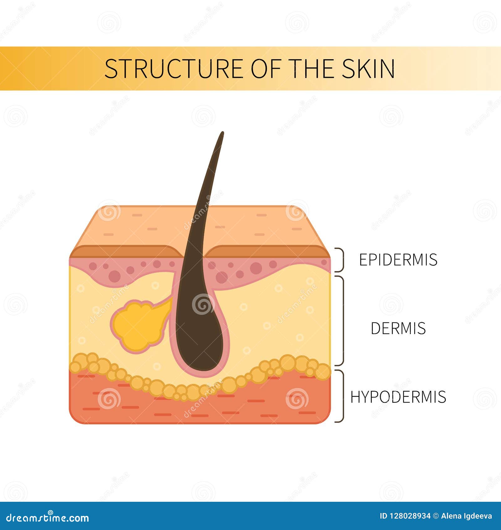 Structure oof the skin stock vector. Illustration of epidermis - 128028934