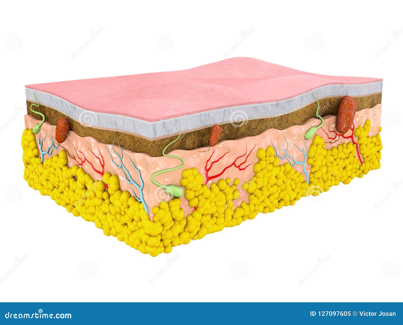 Structure of the Human Skin. Layers and Cells, Isolated White Stock ...