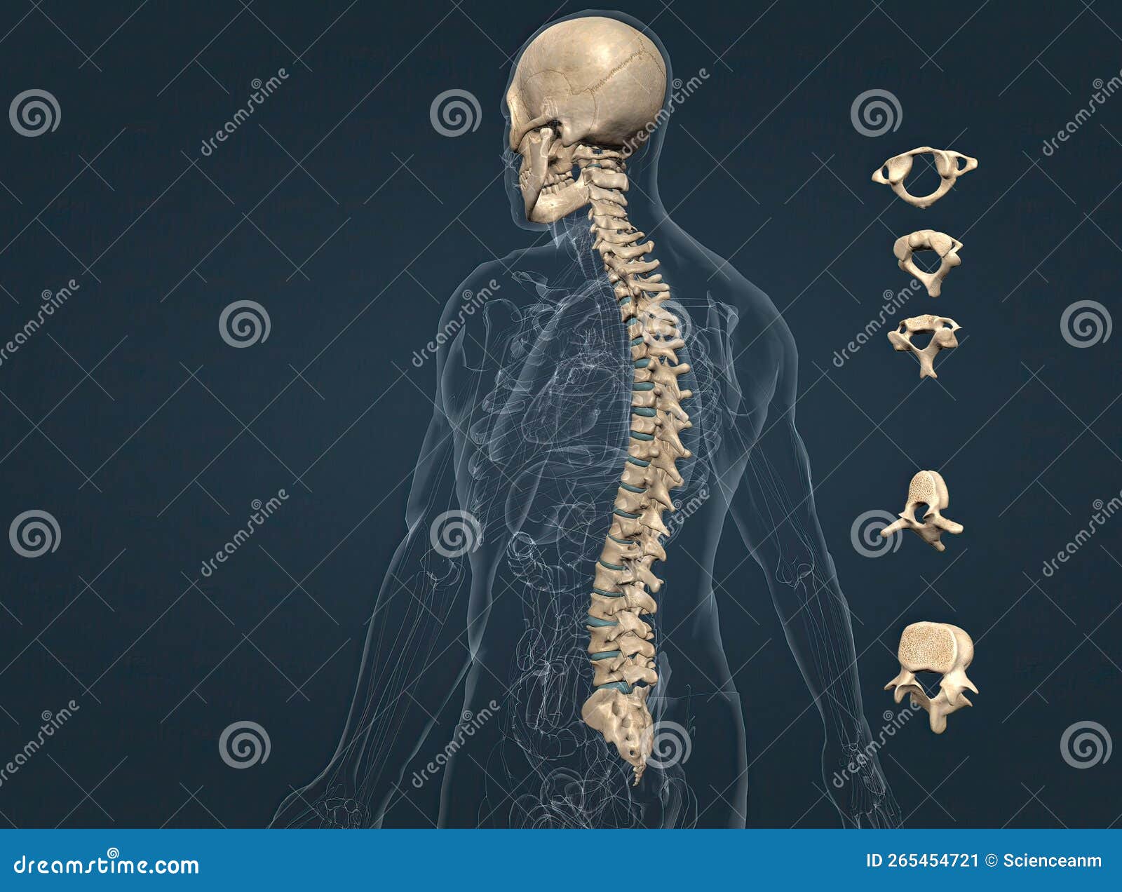 Structure of Human Skull and Spinal Column Stock Illustration ...