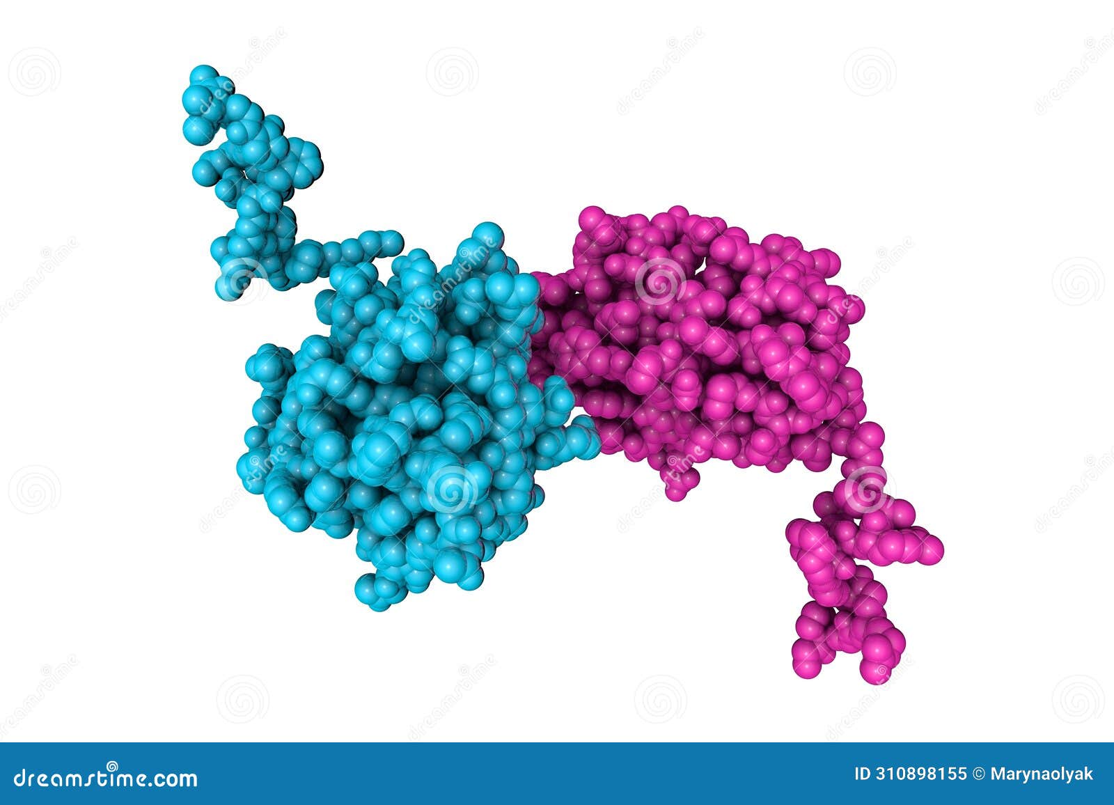 Structure of Human Sonic Hedgehog N-terminal Domain. Space-filling ...