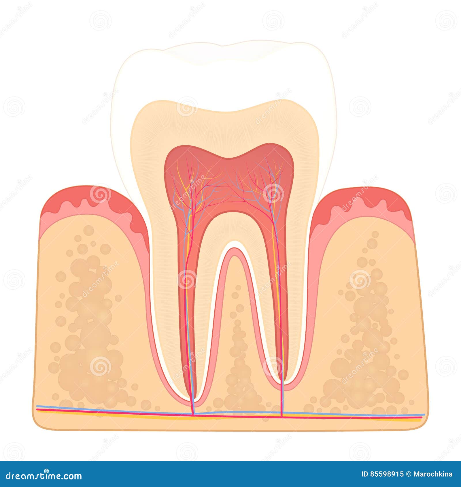 Section Of The Tooth. Pulp With Nerves And Blood Vessels. Royalty-Free ...