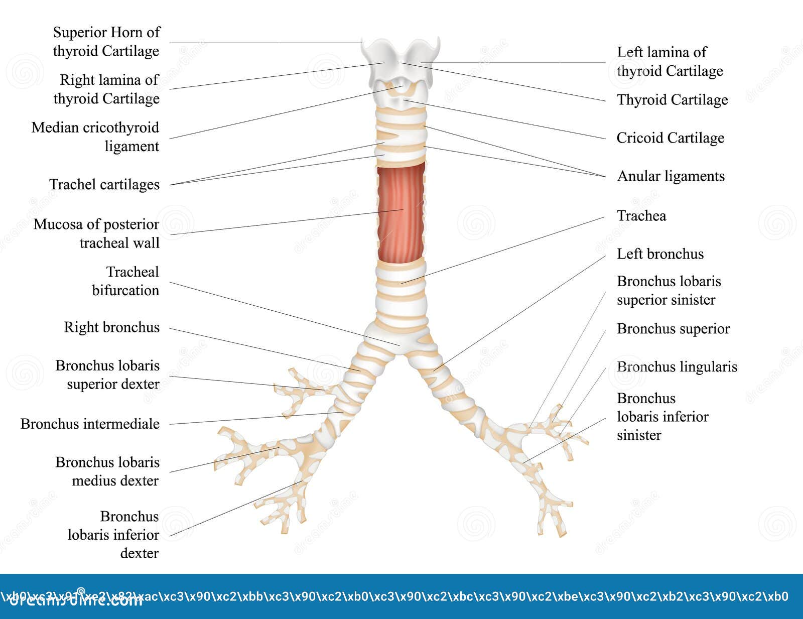 Human Bronchus Anatomy Stock Image | CartoonDealer.com #103558039