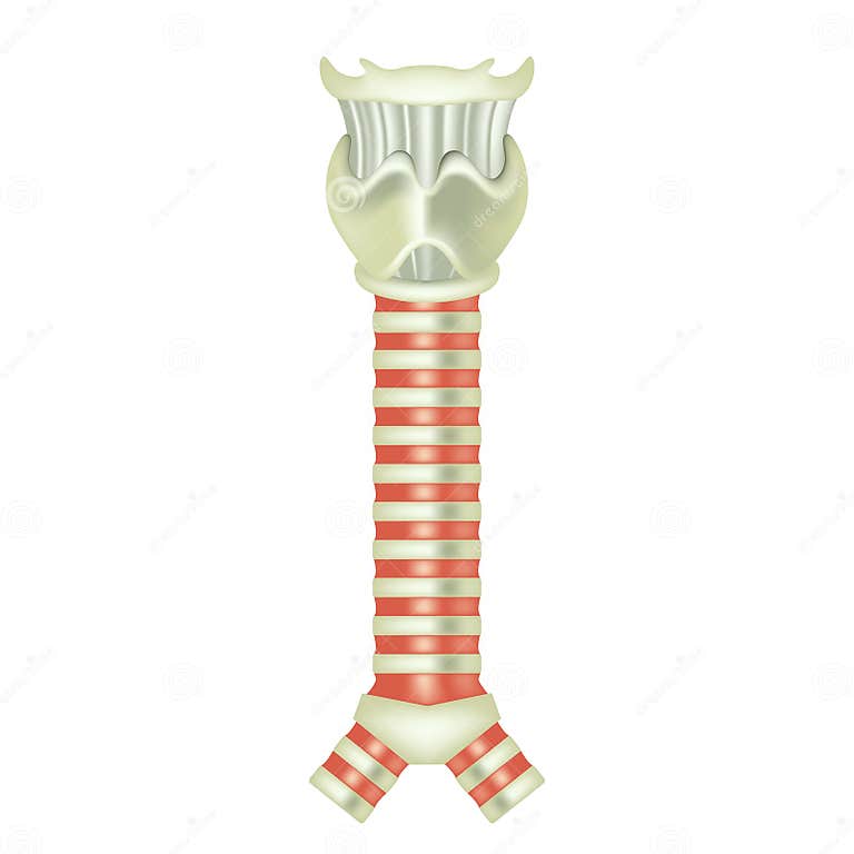 The Structure of the Human Trachea. the Hyoid Bone Stock Vector ...