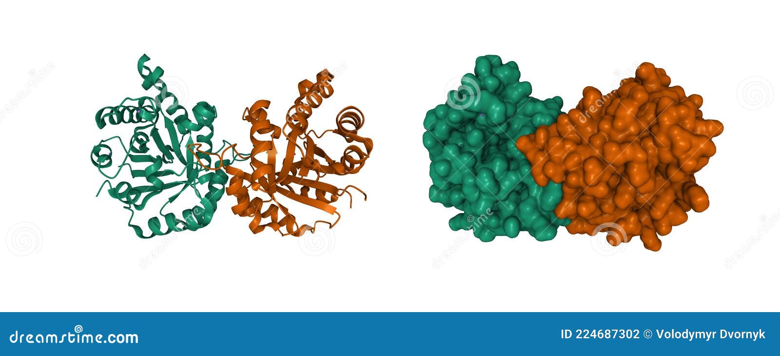 Structure of Human Triosephosphate Isomerase Dimer Stock Illustration ...