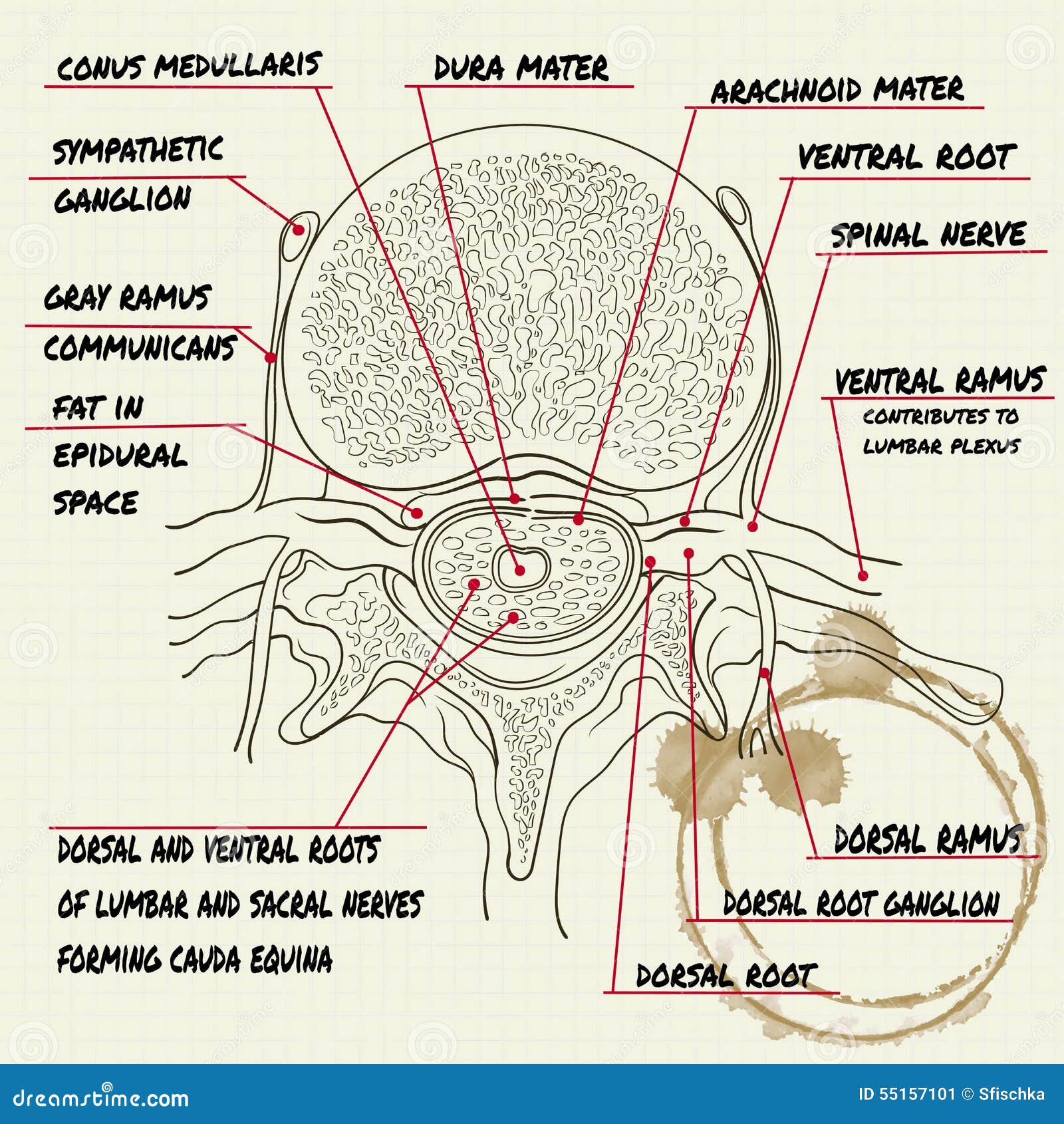 Human Vertebra Structure With Detailed Cutaway Showing Spongy ...