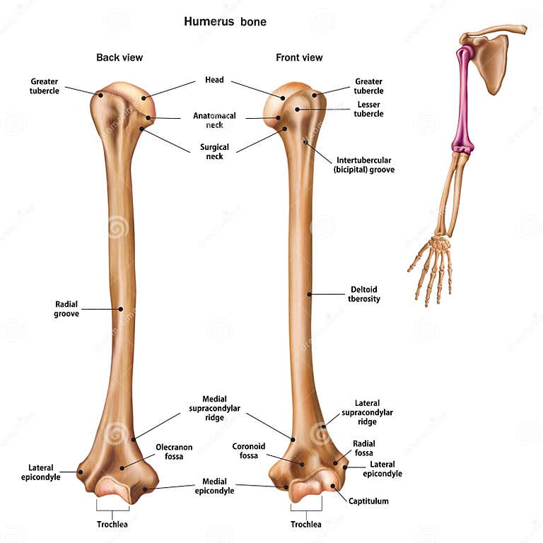 Structure of the Humerus Bone with the Name and Description of All ...