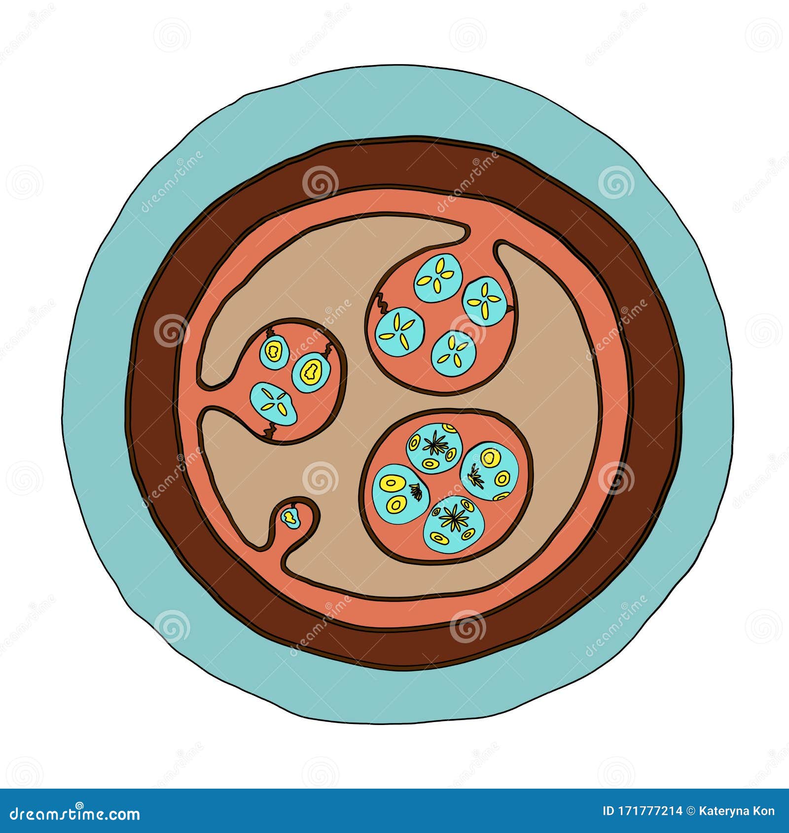 Echinococcus Multilocularis Morphology