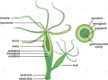 Structure of Hydra. Cross-section of Hydra Polyp Stock Vector ...