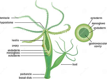 Structure of Hydra. Cross-section of Hydra Polyp Stock Vector ...
