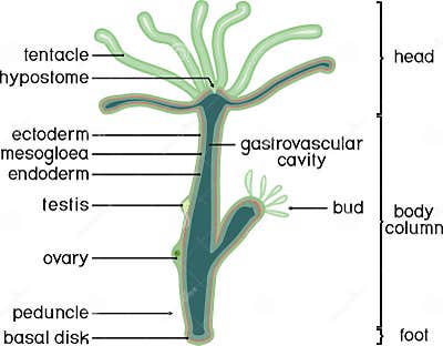 Structure of Hydra. stock vector. Illustration of mesoglea - 162611430