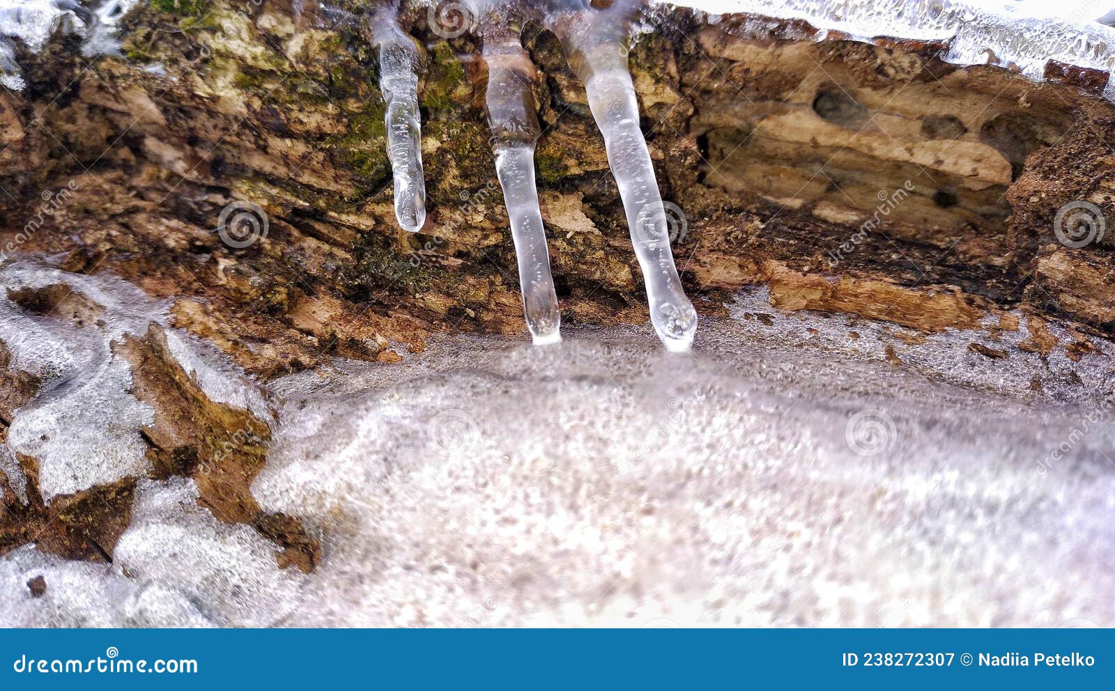 Structure icicle ice moss stock image. Image of forest - 238272307