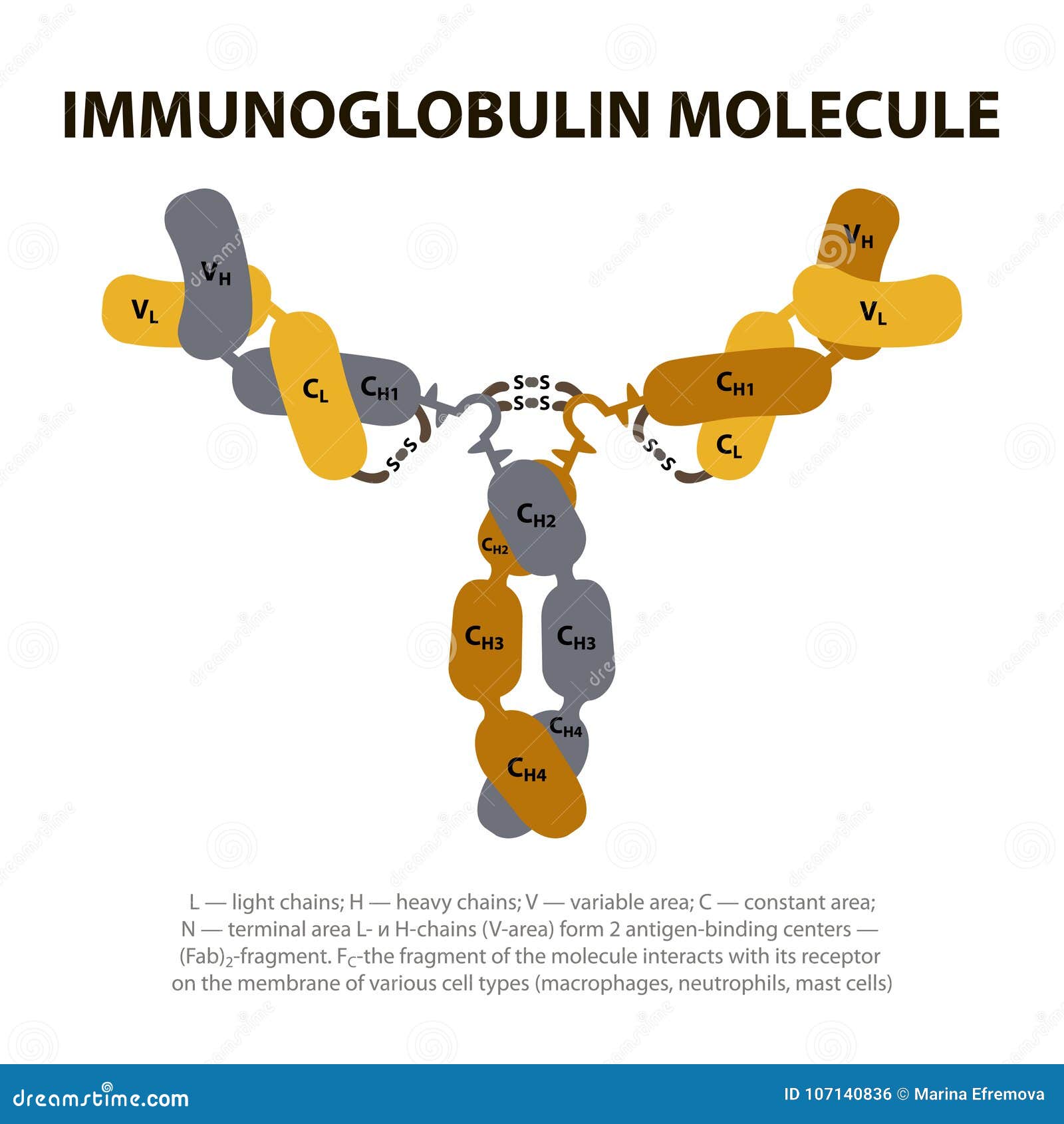 Structure Immunoglobulin Molecule. Stock Vector - Illustration of ...
