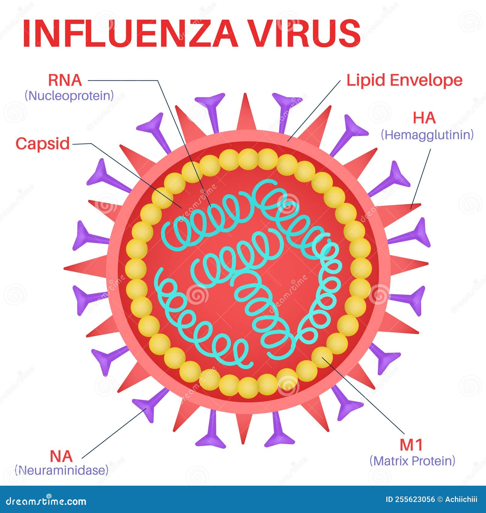 Simple Influenza Virus Structure