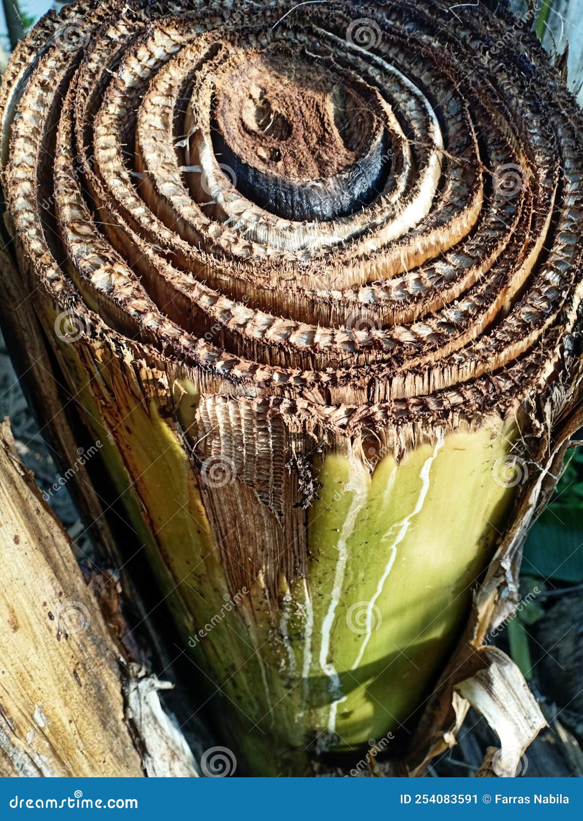 The Structure Inside the Gummy Part of the Banana Trunk Editorial Photo ...