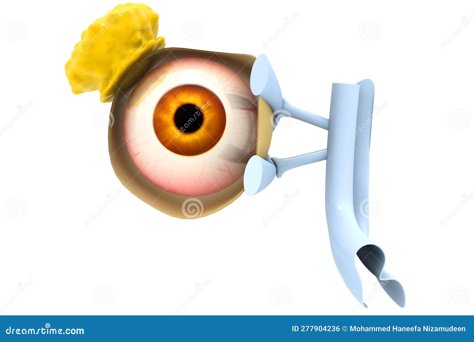 Structure Interne De L'anatomie Des Yeux Humains Illustration Stock ...