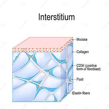 Structure of Interstitium. Human Tissues Stock Vector - Illustration of ...
