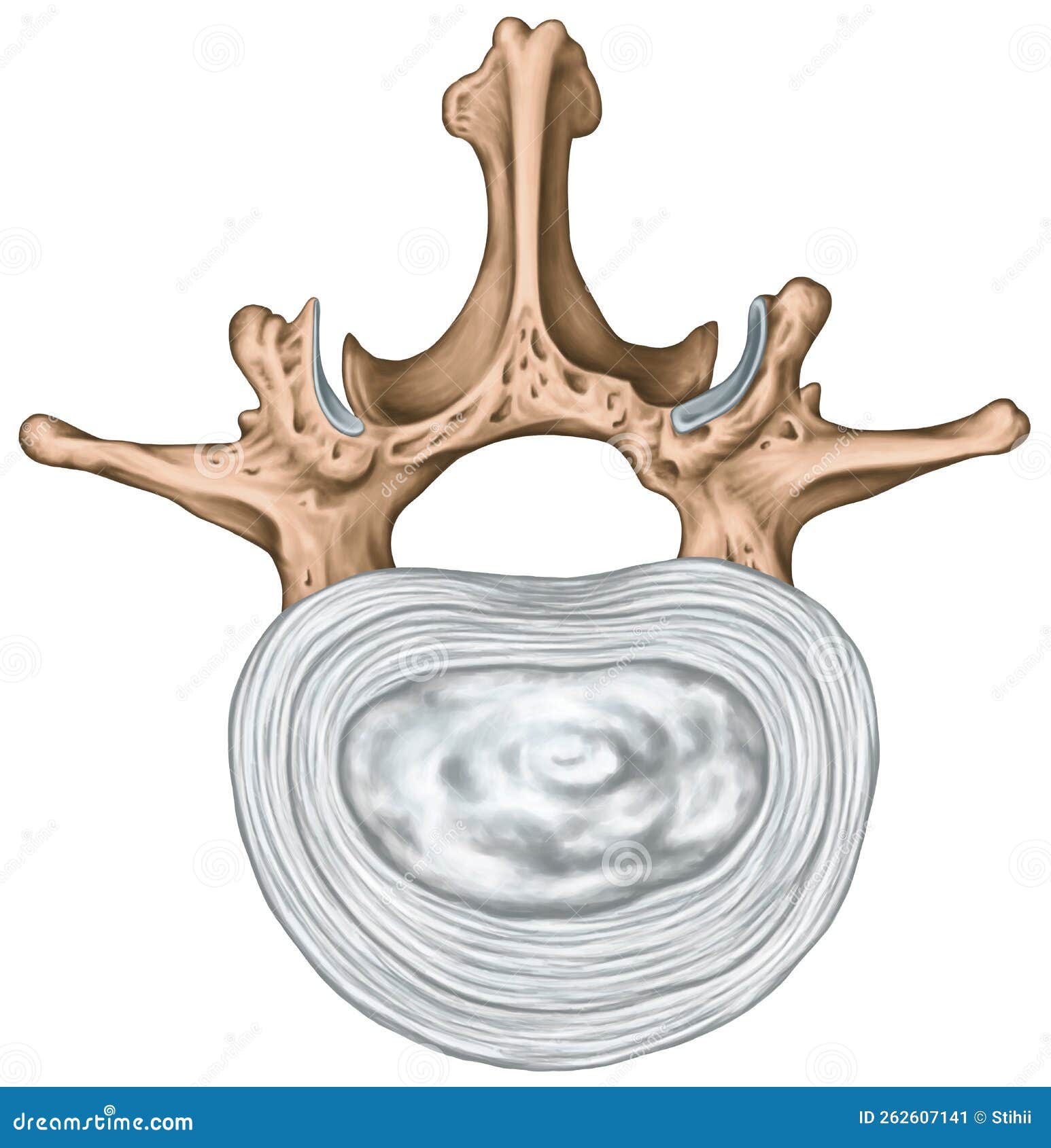 Structure Of An Intervertebral Disk Segment Royalty-Free Stock Image ... Structure Of An Intervertebral Disk Segment Royalty-Free Stock Image ...