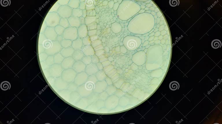 Structure of Iris Root, Microscopic Photography Stock Image - Image of ...